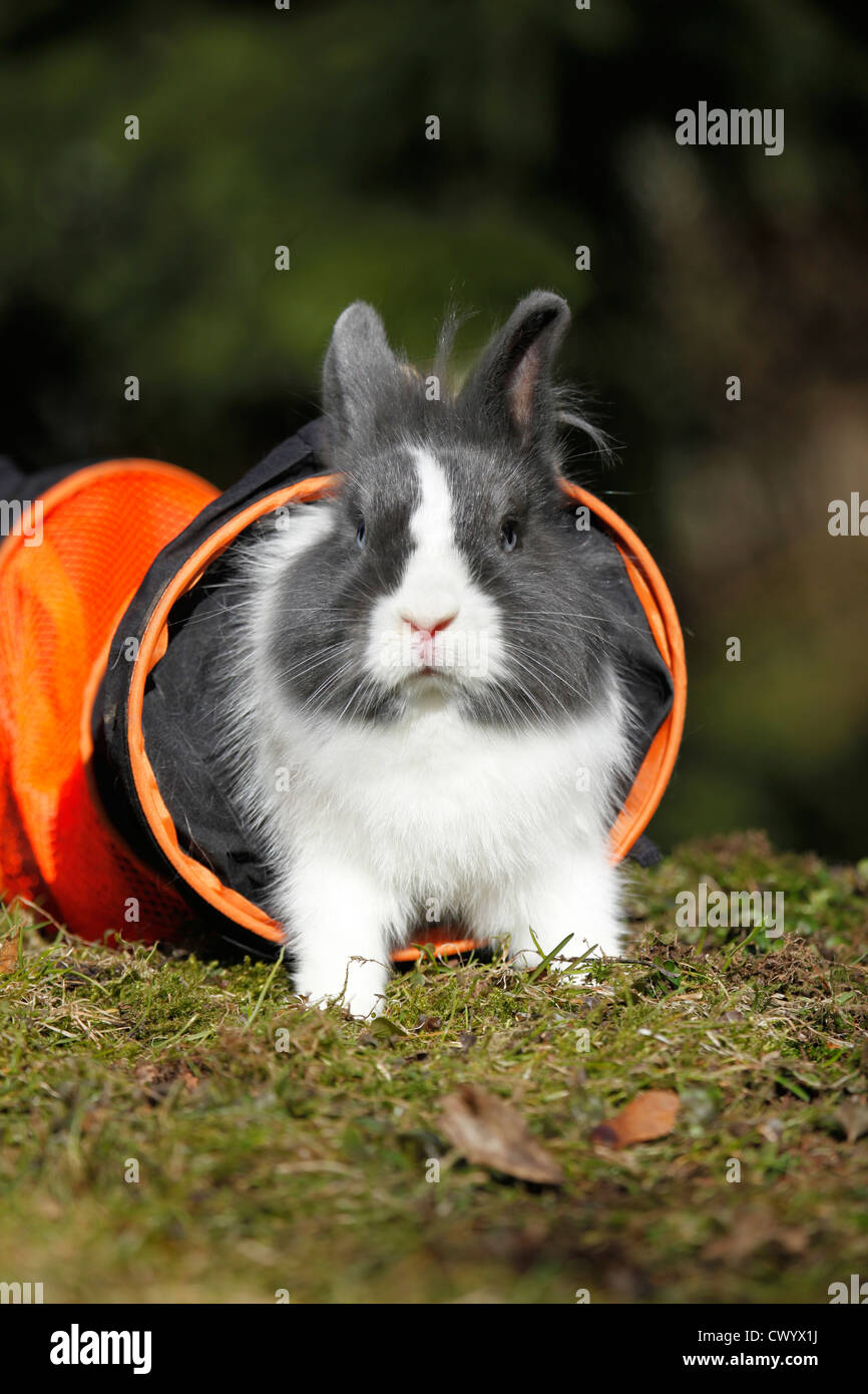 Rabbits playing adult hi-res stock photography and images - Alamy