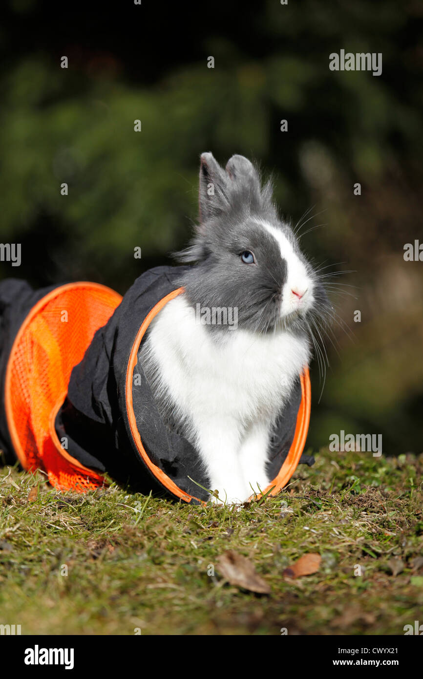 Rabbit tubes hi-res stock photography and images - Alamy