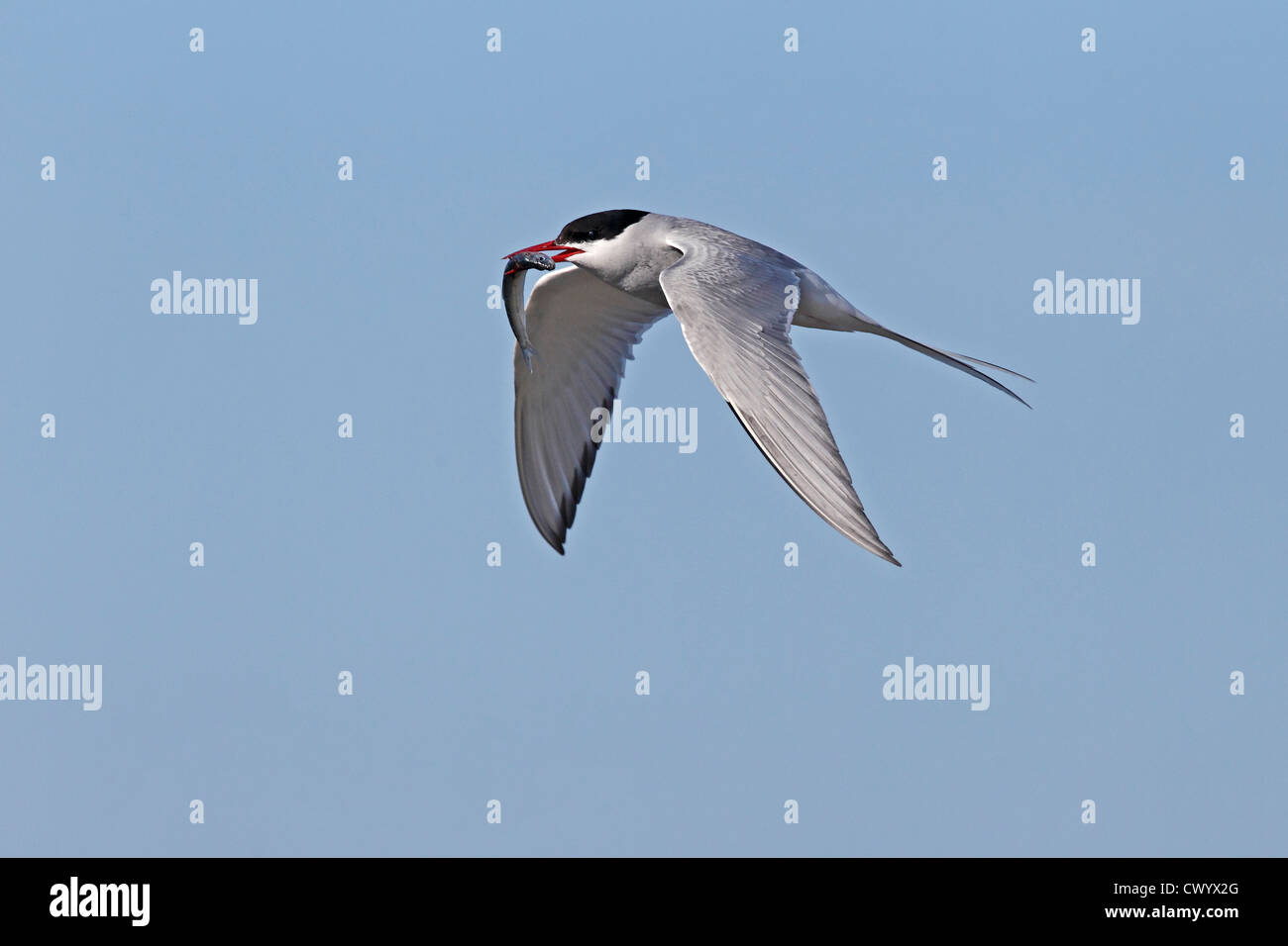 Arctic Tern (Sterna paradisaea) in flight with fish for feeding chick ...