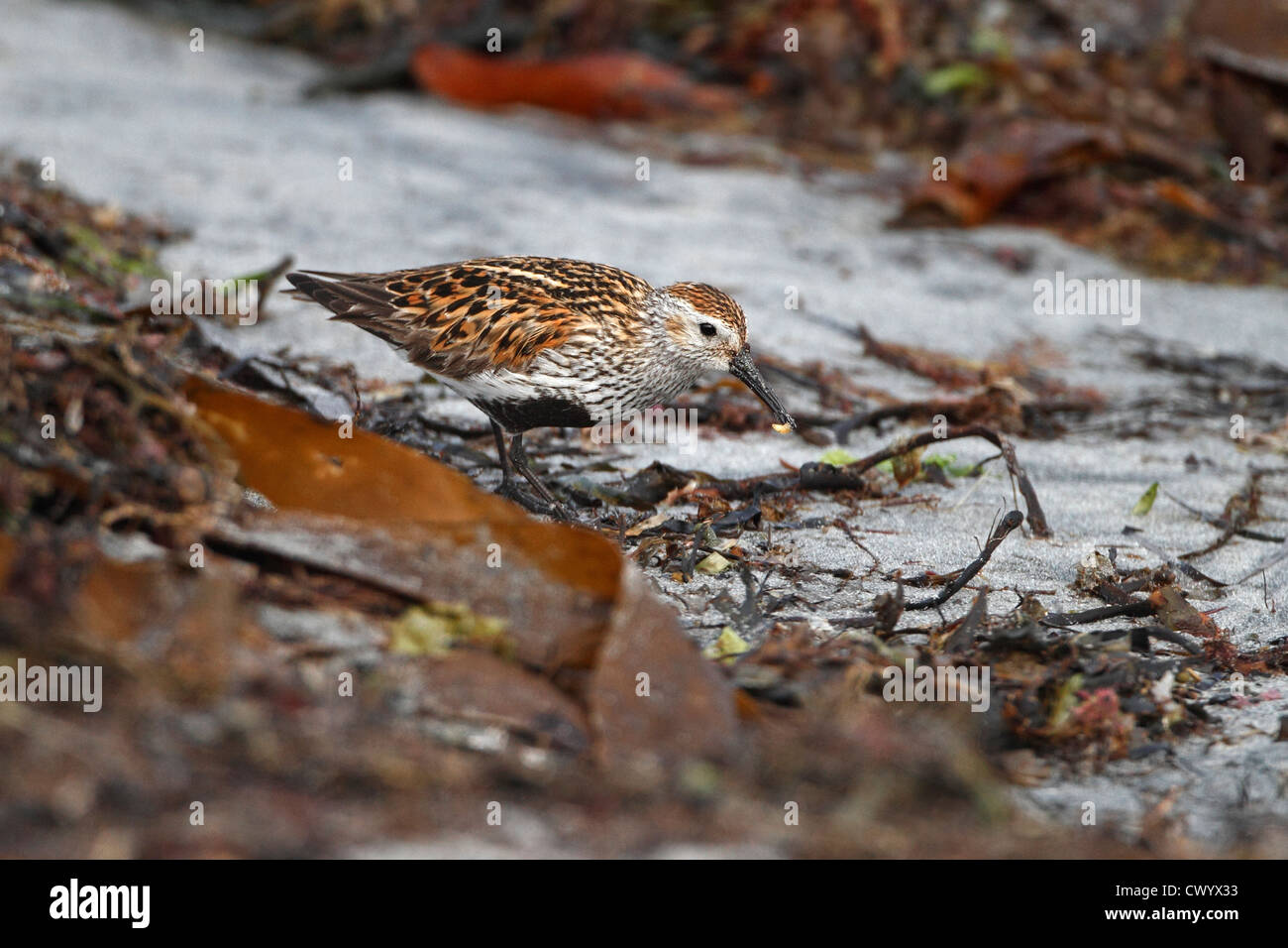 Dunlin (Calidris alpina) with prey on beach in summer plumage North ...