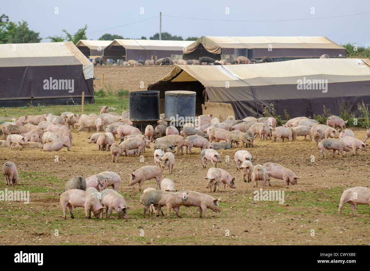 Pig fattening units on arable land, Norfolk, England, UK Stock Photo ...