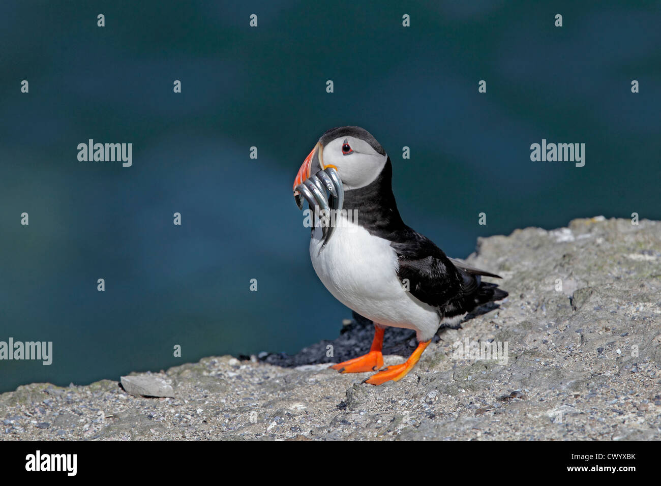 Puffin island anglesey north hi-res stock photography and images - Alamy