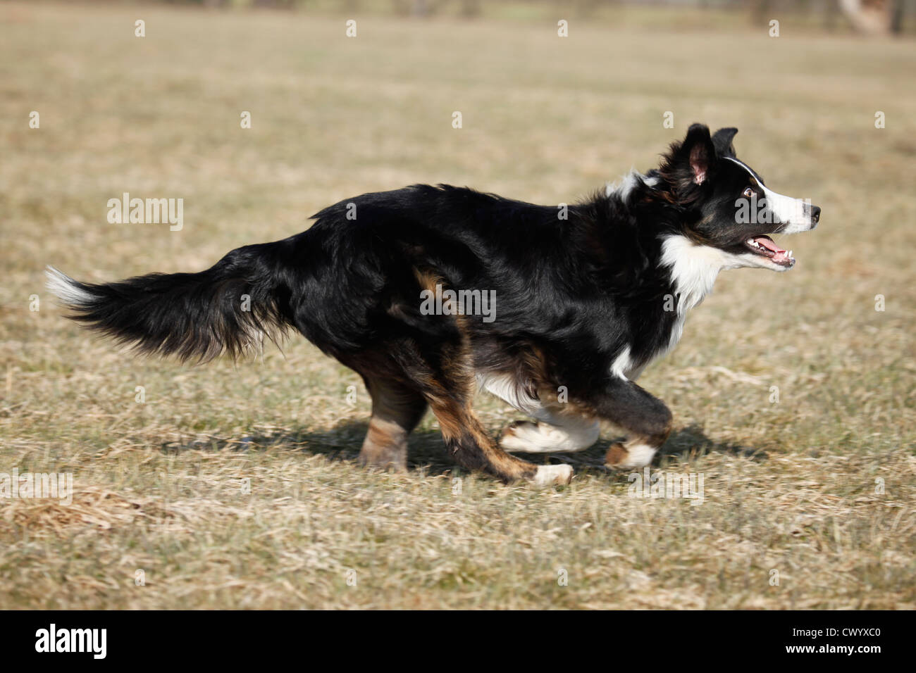 Dog dogs mongrel action mongrels hi-res stock photography and images ...