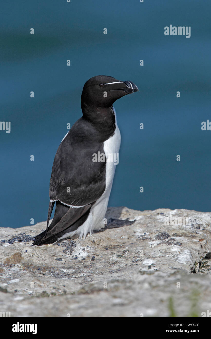 Razorbill (Alca torda) perched on cliff Puffin Island Anglesey North ...