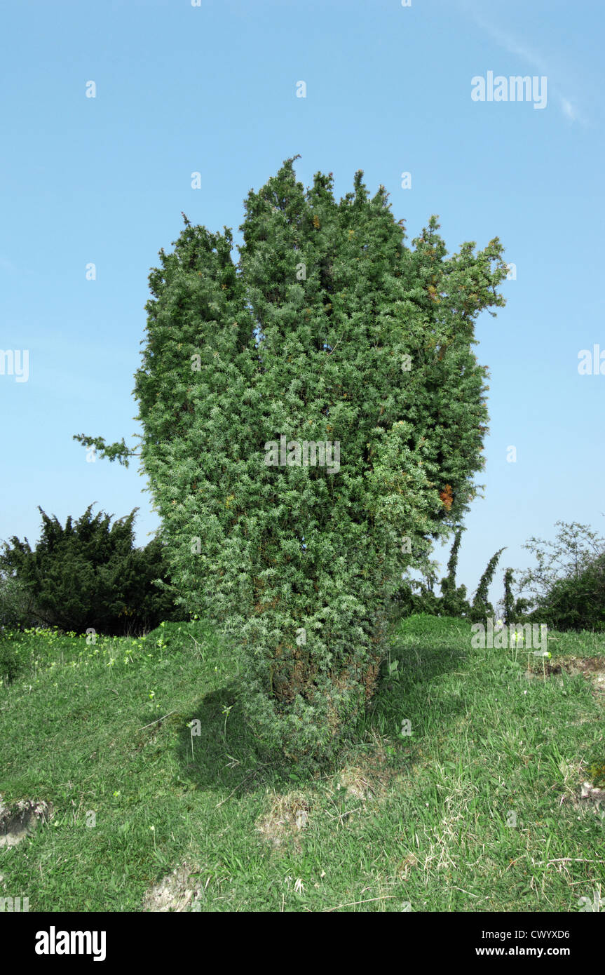 Common Juniper Juniperus communis Cupressaceae Stock Photo - Alamy