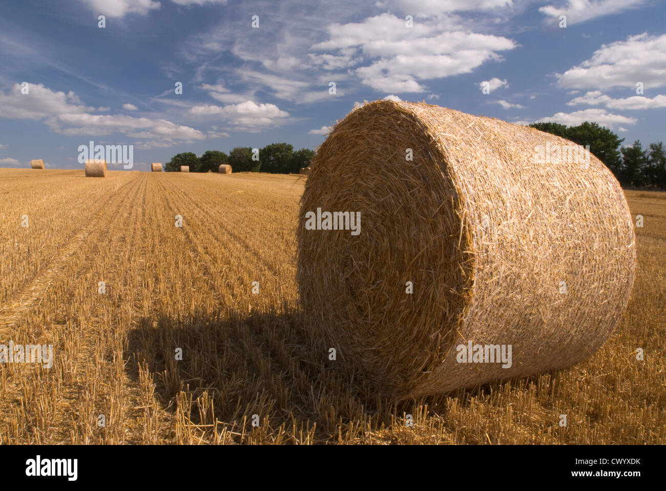 View of straw bales sitting in a field after harvesting with trees in ...
