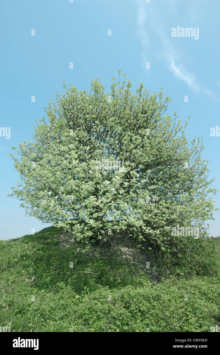 Common Whitebeam Sorbus aria Rosaceae Stock Photo - Alamy