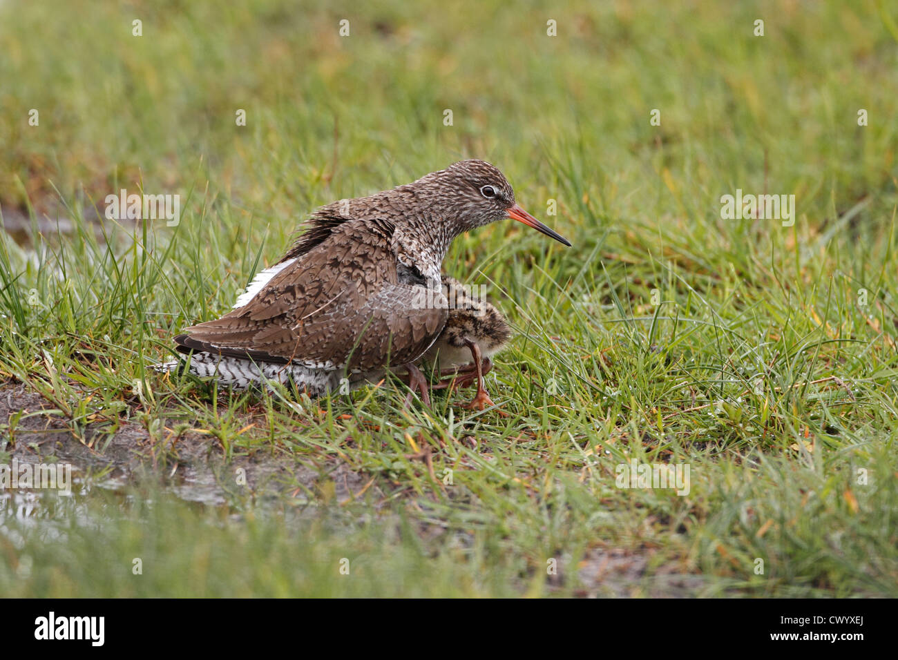Chicks under wing hi-res stock photography and images - Alamy