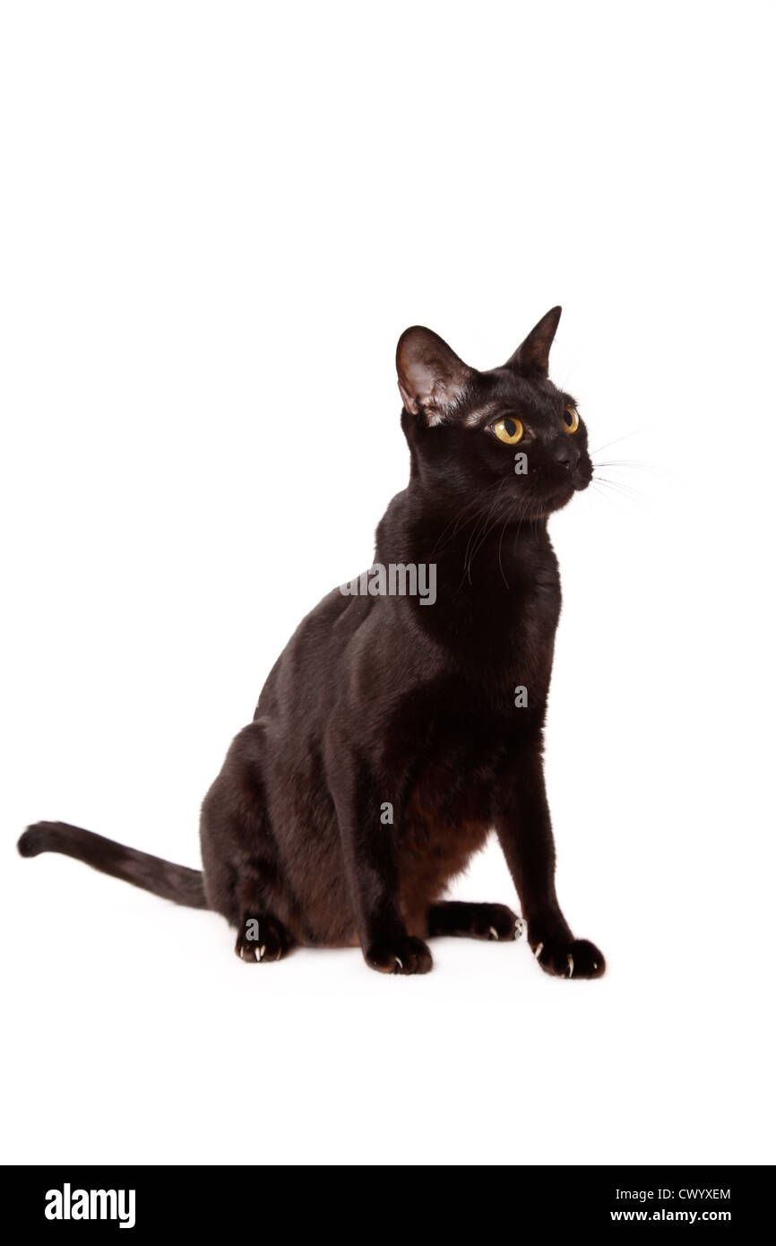 Asian cats hi-res stock photography and images - Alamy