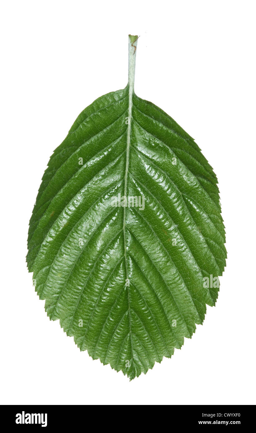 Common Whitebeam Sorbus Aria Rosaceae High Resolution Stock Photography ...