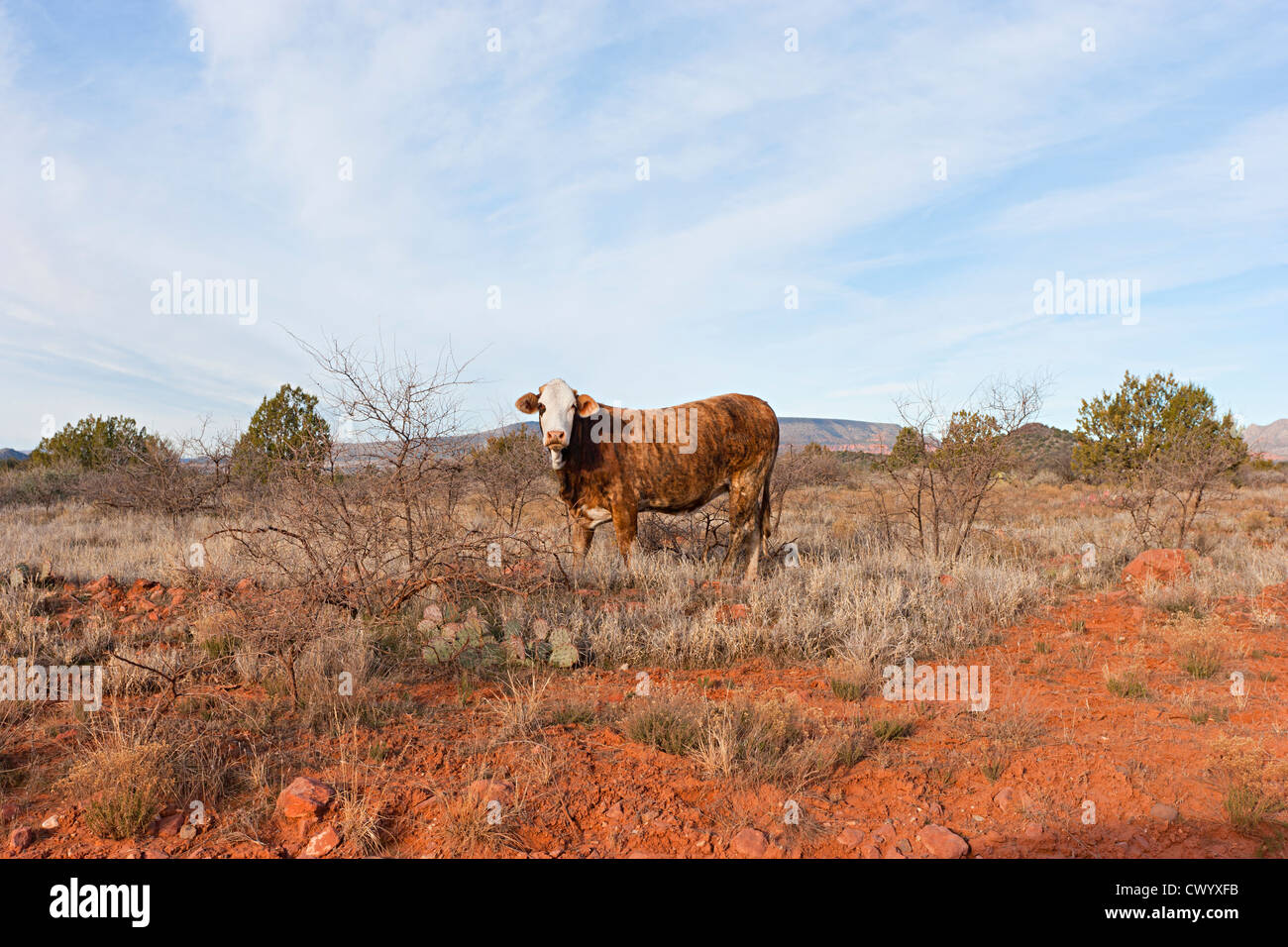 A bull out in Sedona Arizona Stock Photo - Alamy