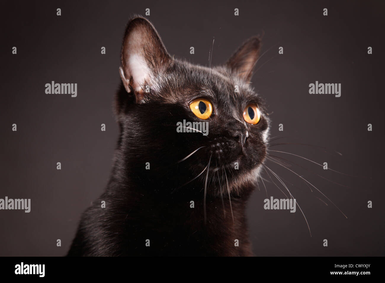 Black bombay hi-res stock photography and images - Alamy