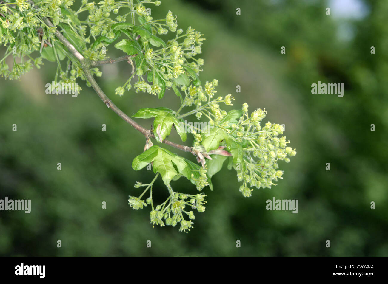Acer campestre maple hi-res stock photography and images - Alamy