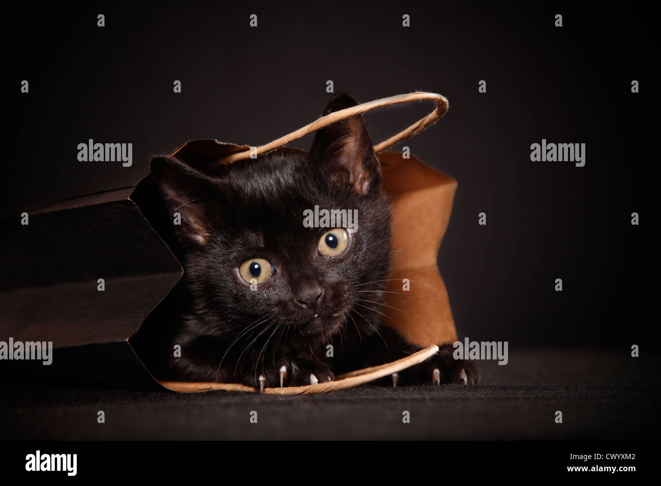 Bombay breed hi-res stock photography and images - Alamy