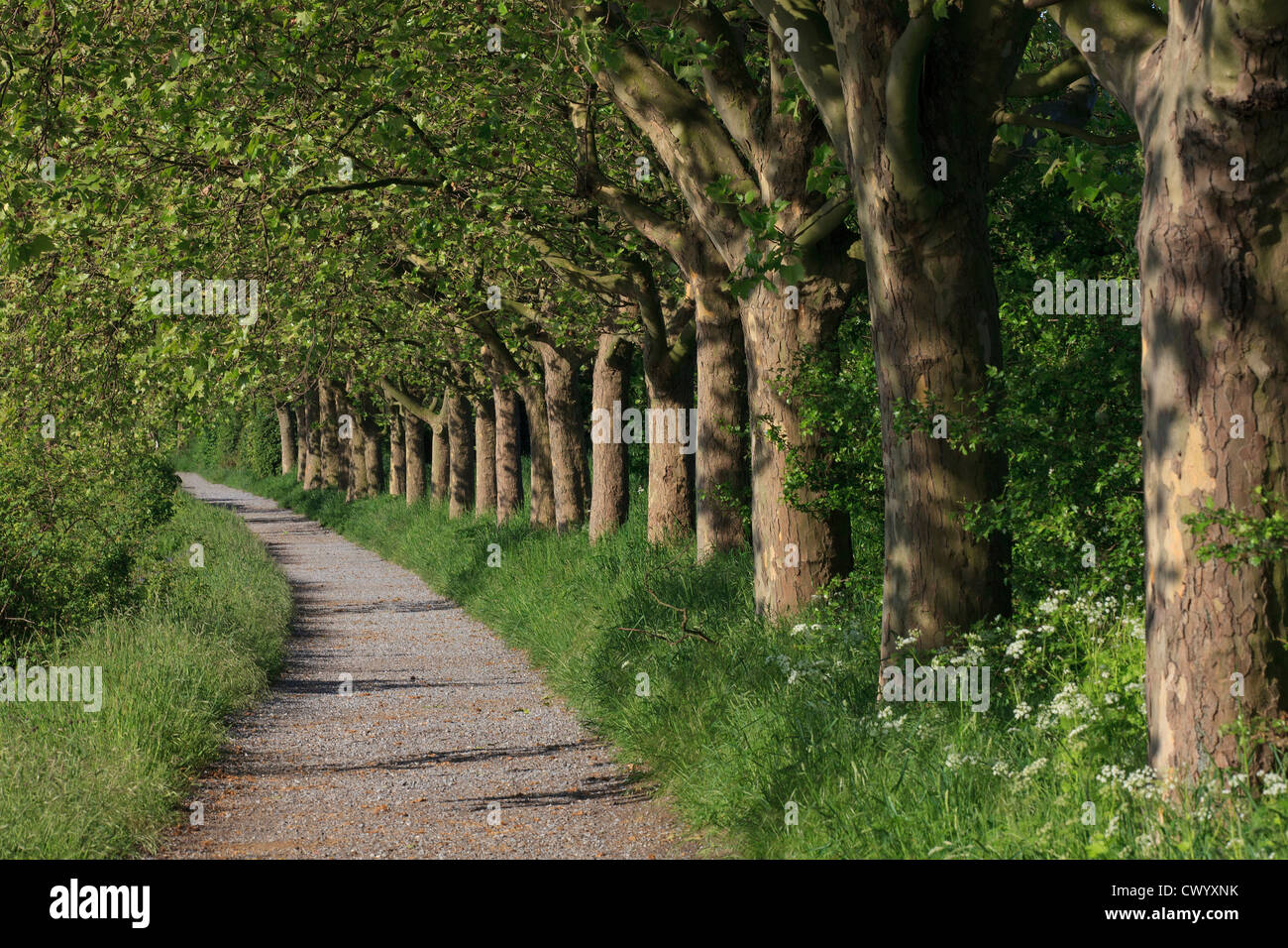 Plane Tree Alley High Resolution Stock Photography and Images - Alamy