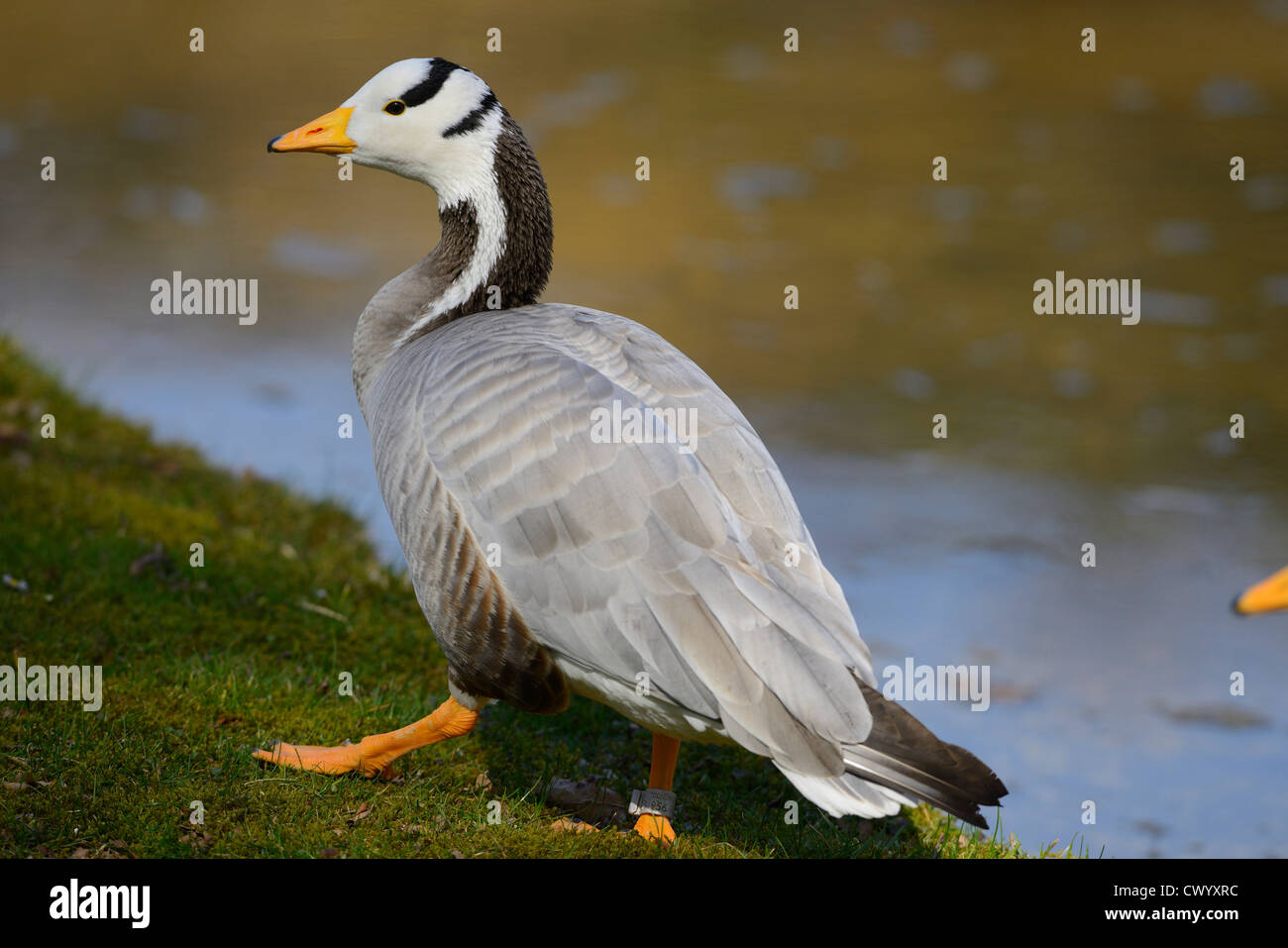 Bar-headed Goose (Anser indicus) by the water Stock Photo - Alamy