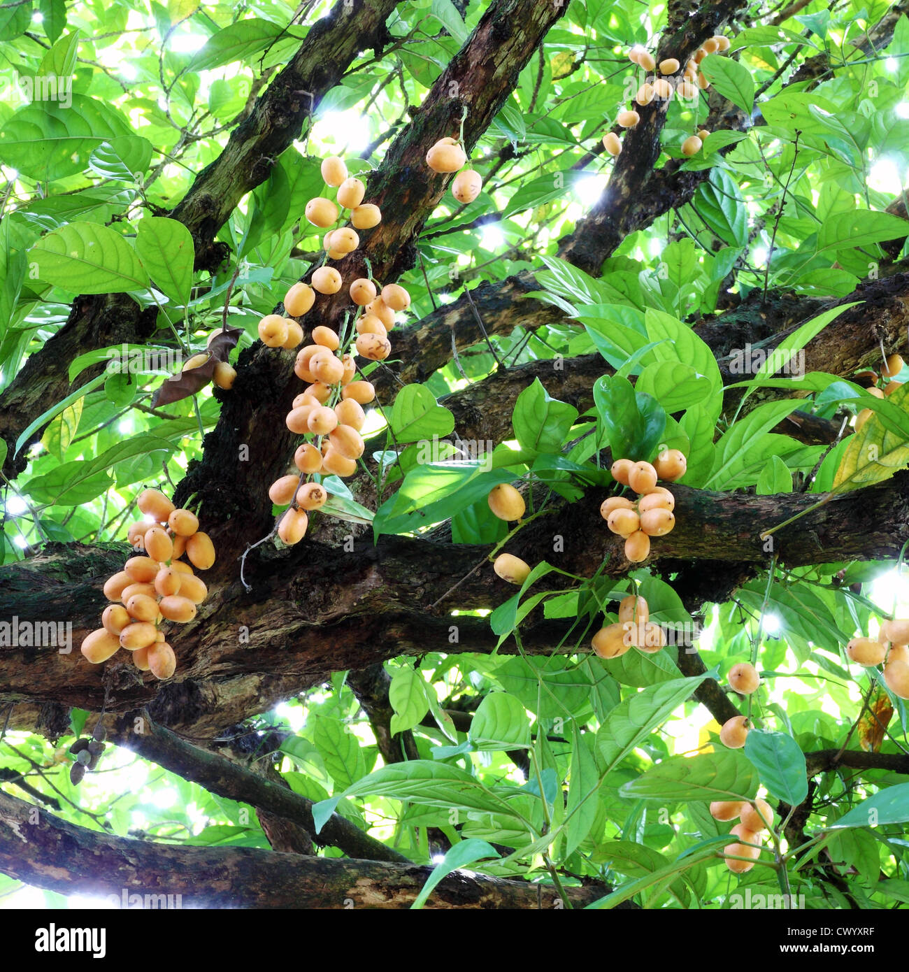 Bunch of Burmese grape (Baccaurea ramiflora) on tree Stock Photo - Alamy