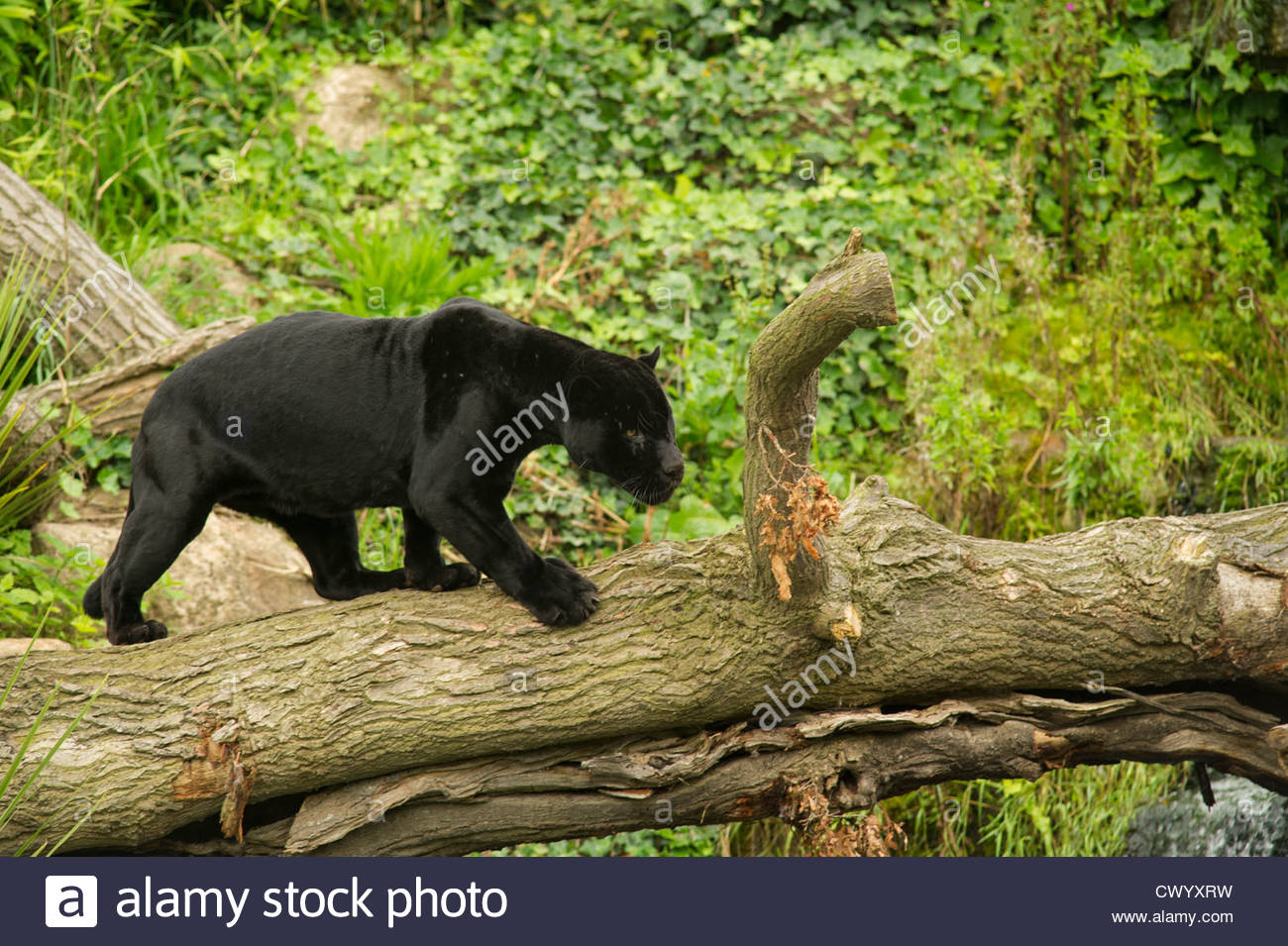 Black Panther Tree Stock Photos & Black Panther Tree Stock Images - Alamy