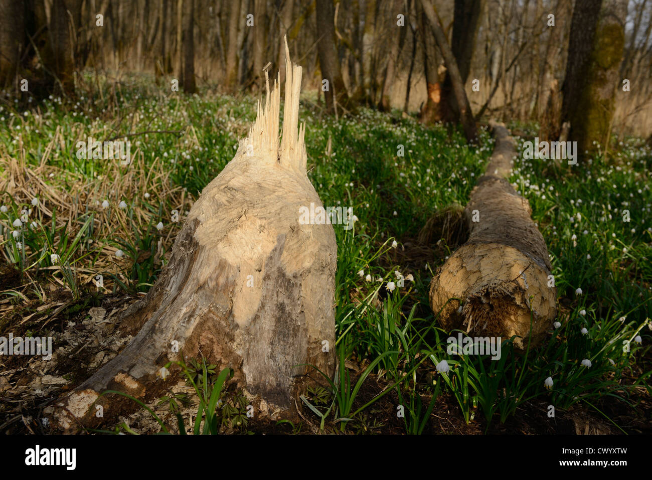 Beaver cut hi-res stock photography and images - Alamy