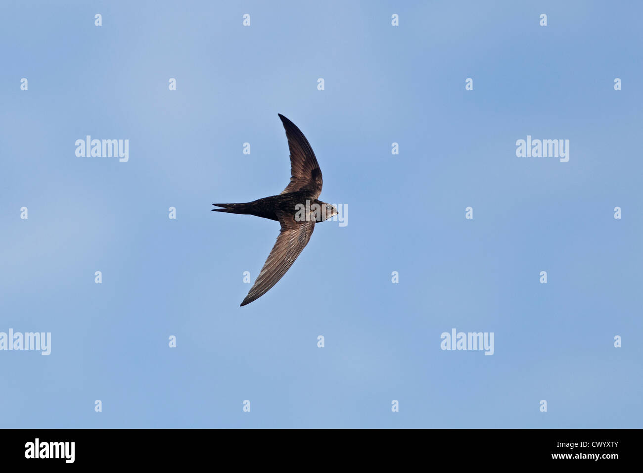 Swift bird in flight uk hi-res stock photography and images - Alamy