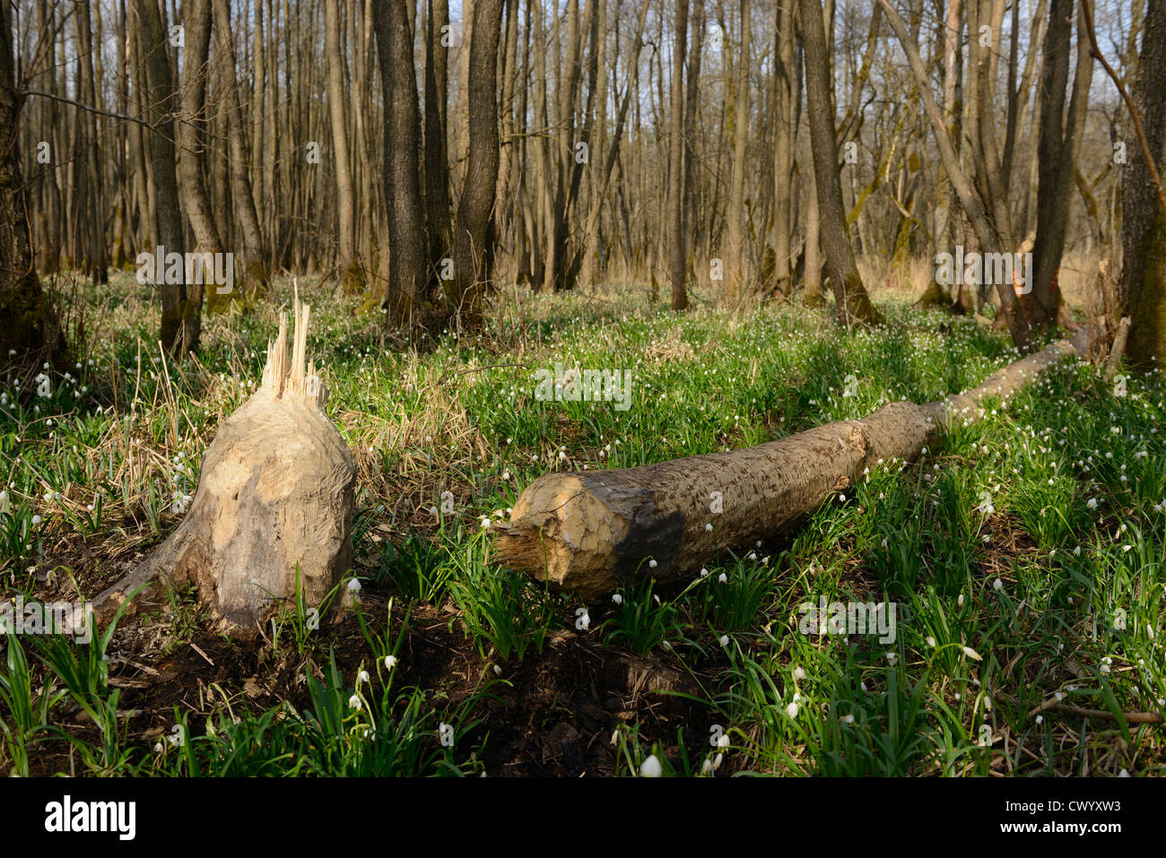 Beaver cut tree in forest Stock Photo - Alamy