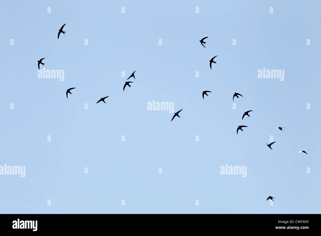 Swifts hi-res stock photography and images - Alamy