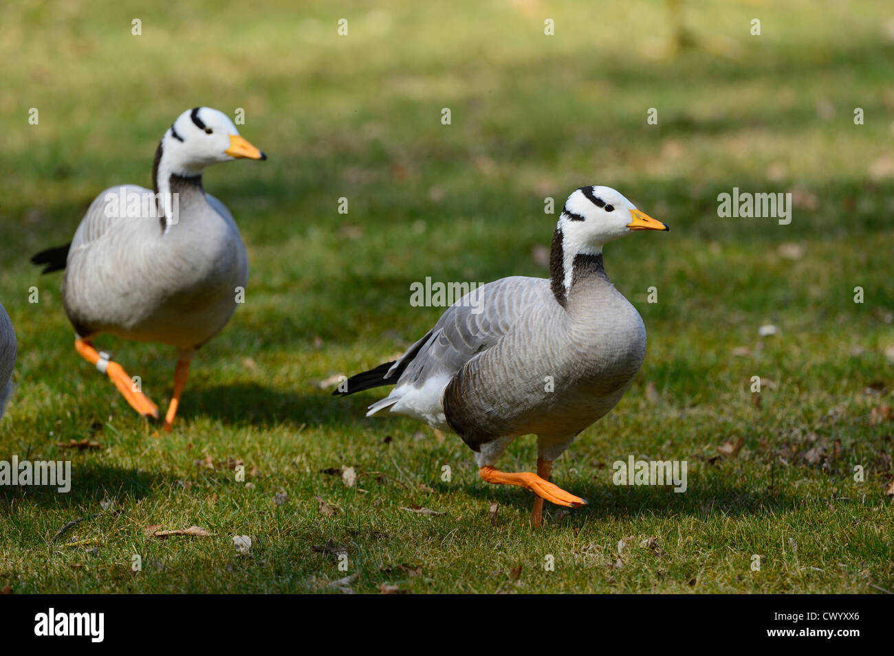 Two Bar-headed Geese (Anser indicus) walking in grass Stock Photo - Alamy