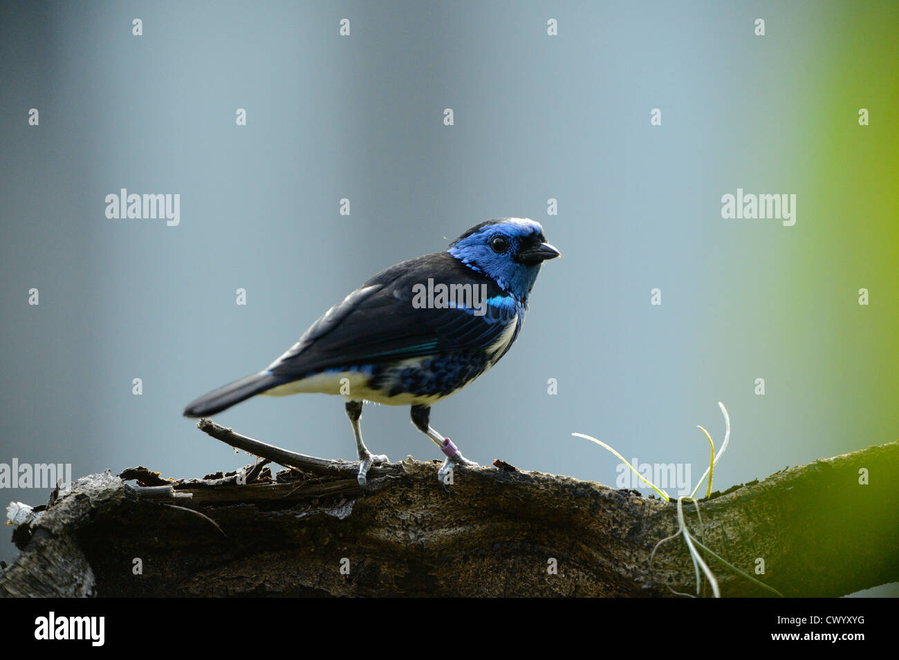Turquoise Tanager (Tangara mexicana) on a branch Stock Photo - Alamy
