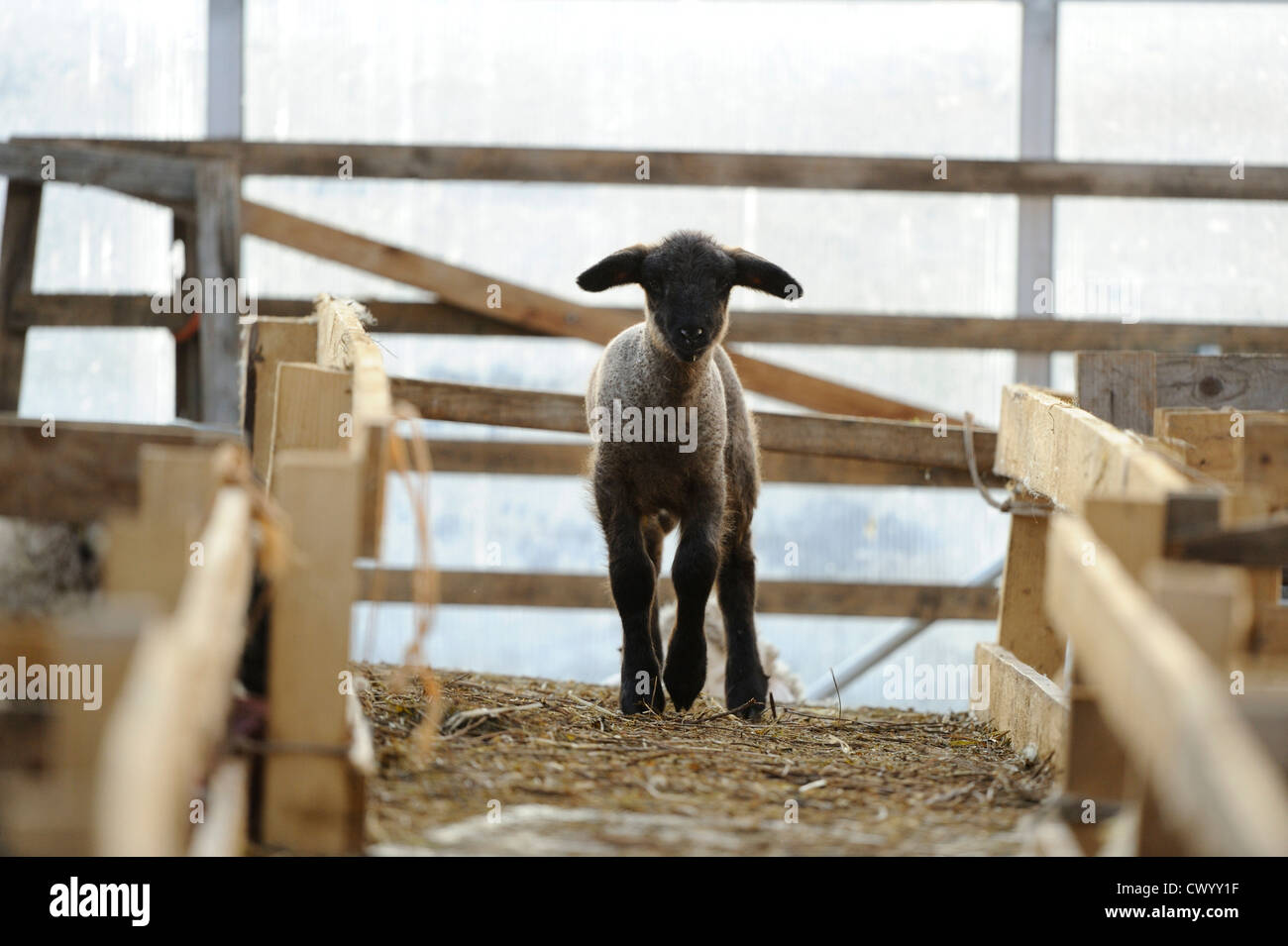 Sheepfold hi-res stock photography and images - Alamy