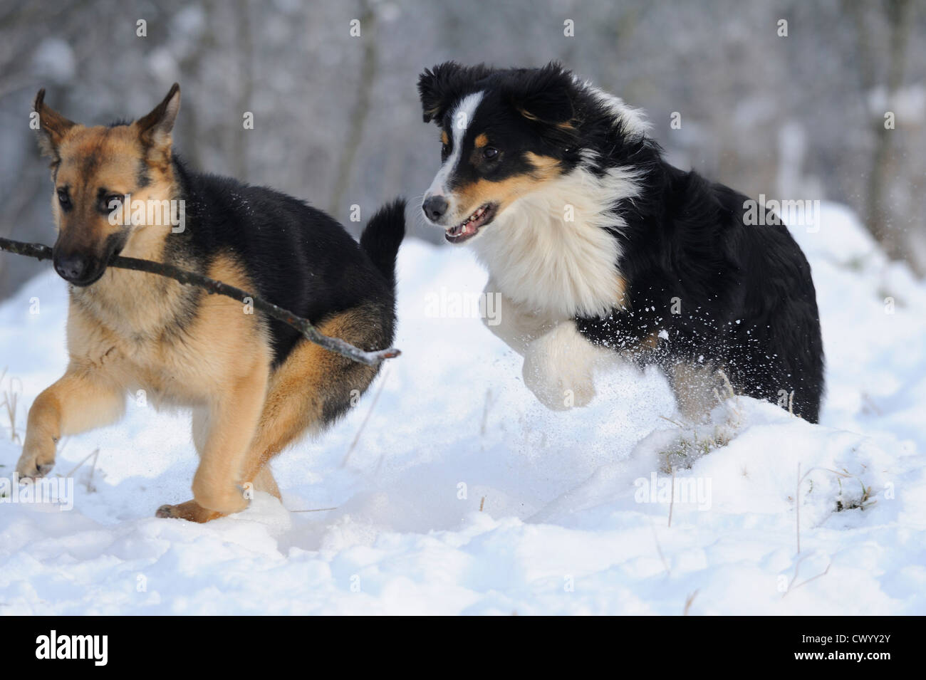 Two dogs playing in snow Stock Photo - Alamy