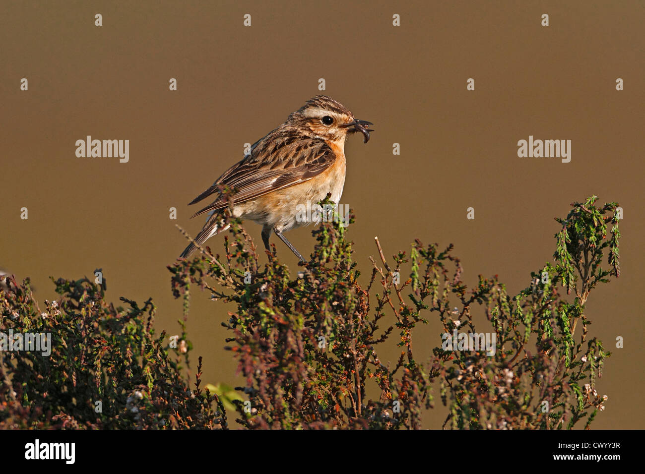 Female whinchat hi-res stock photography and images - Alamy