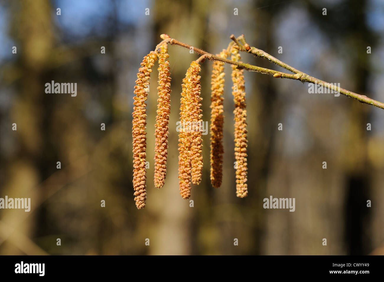 Hazel bush in spring Stock Photo - Alamy