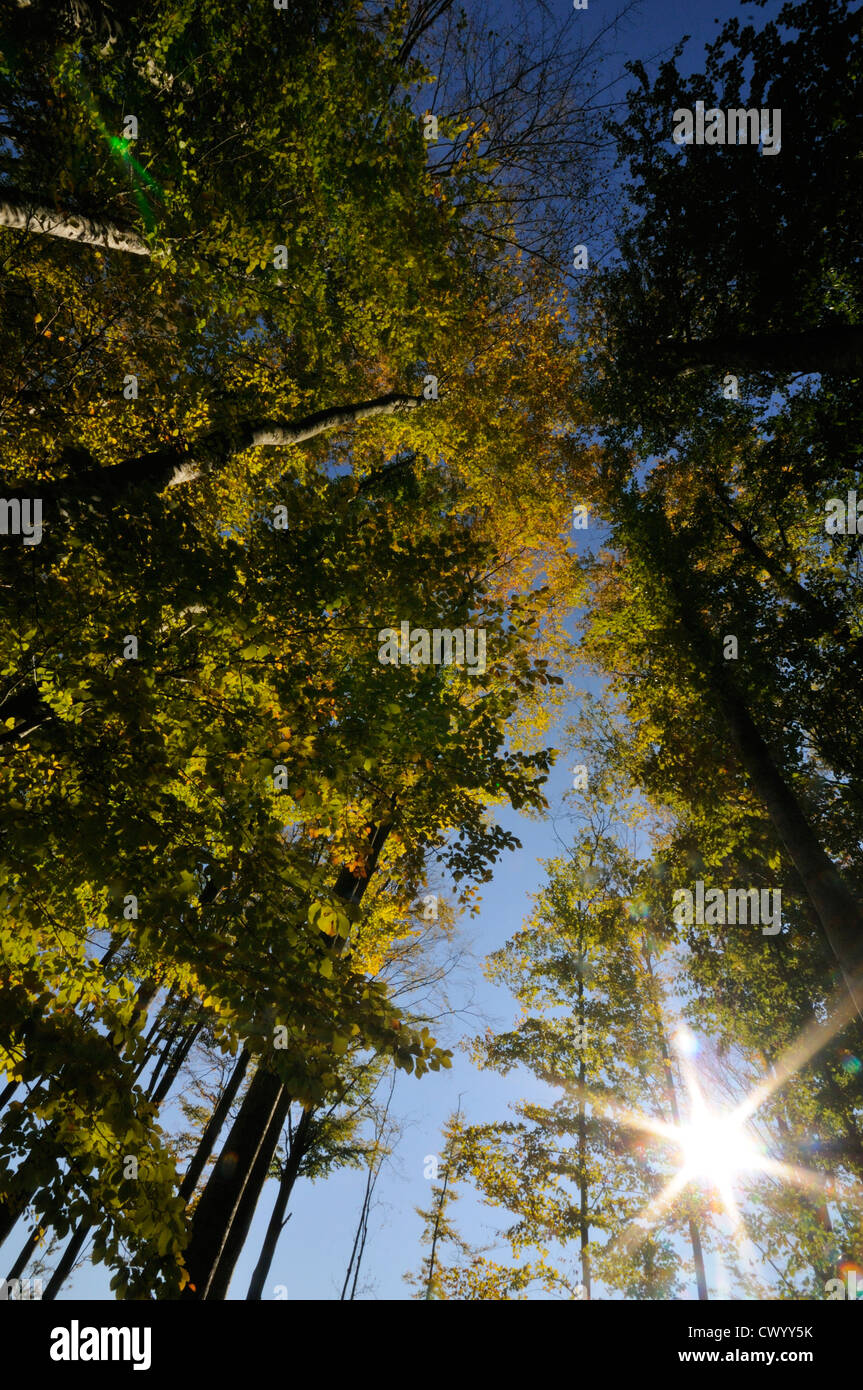 Trees in Bavarian Forest, Germany Stock Photo - Alamy
