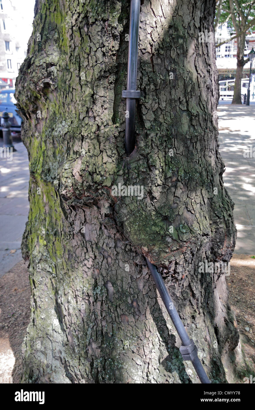 Cable tree hi-res stock photography and images - Alamy