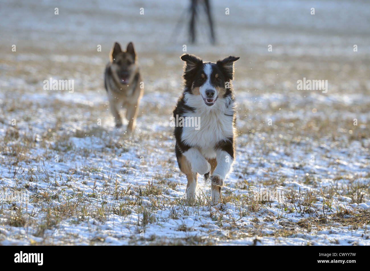 Two dogs running on meadow in winter Stock Photo - Alamy