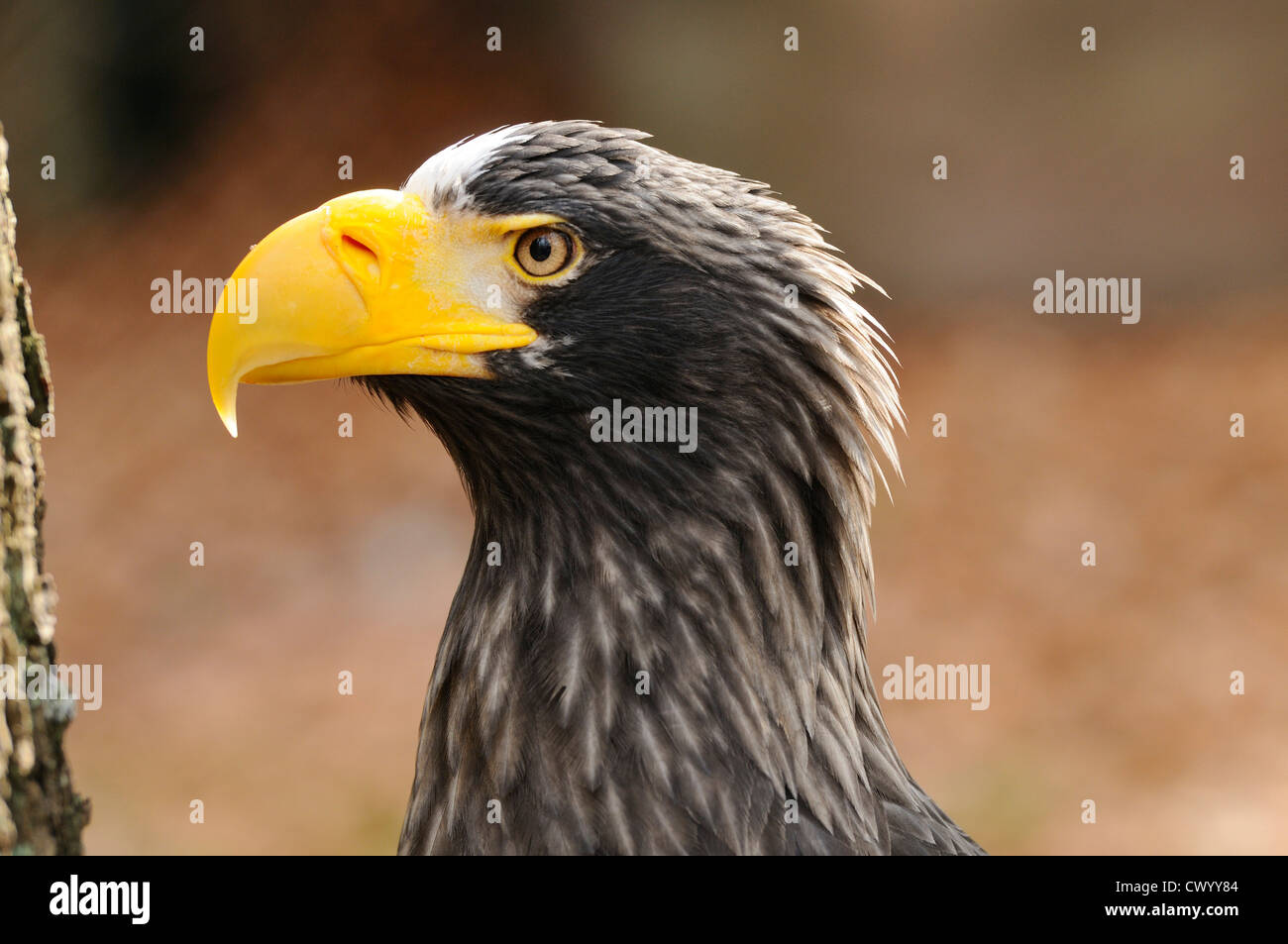 Steller's Sea Eagle (Haliaeetus pelagicus), portrait Stock Photo - Alamy