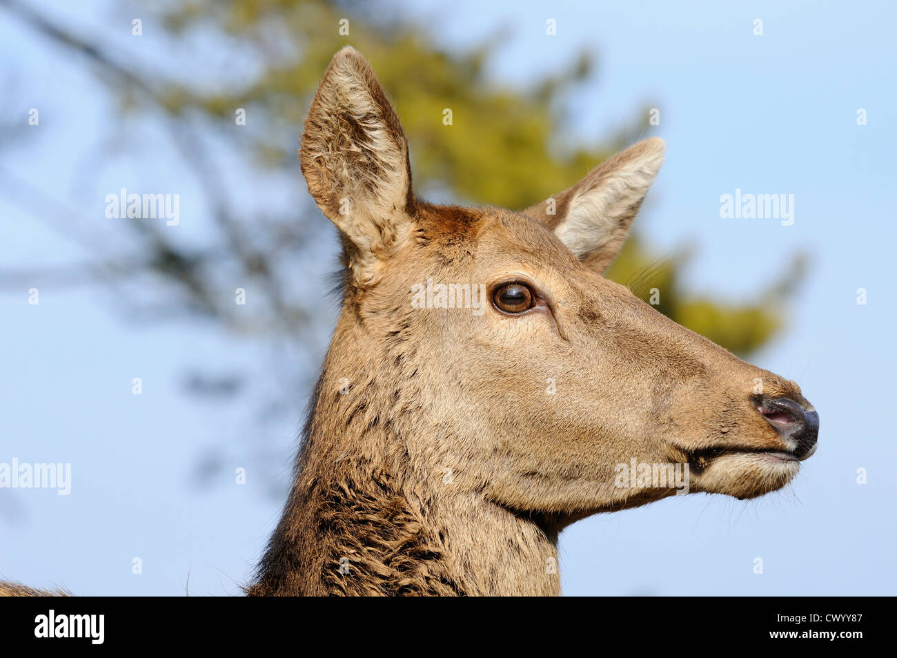 Female deer photograph hi-res stock photography and images - Alamy