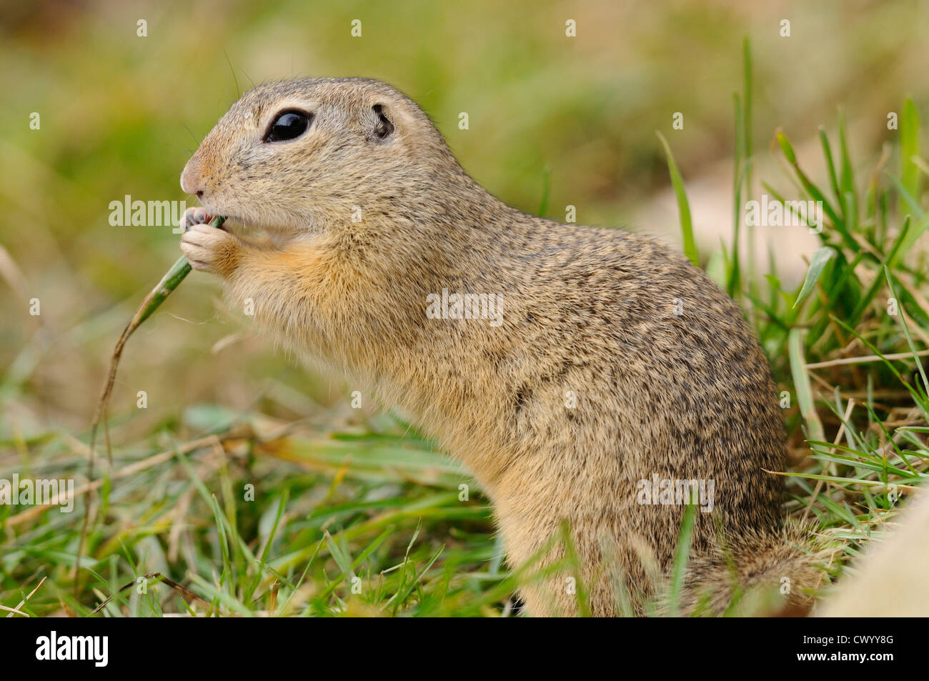 European ground squirrel (Spermophilus citellus) in grass Stock Photo ...