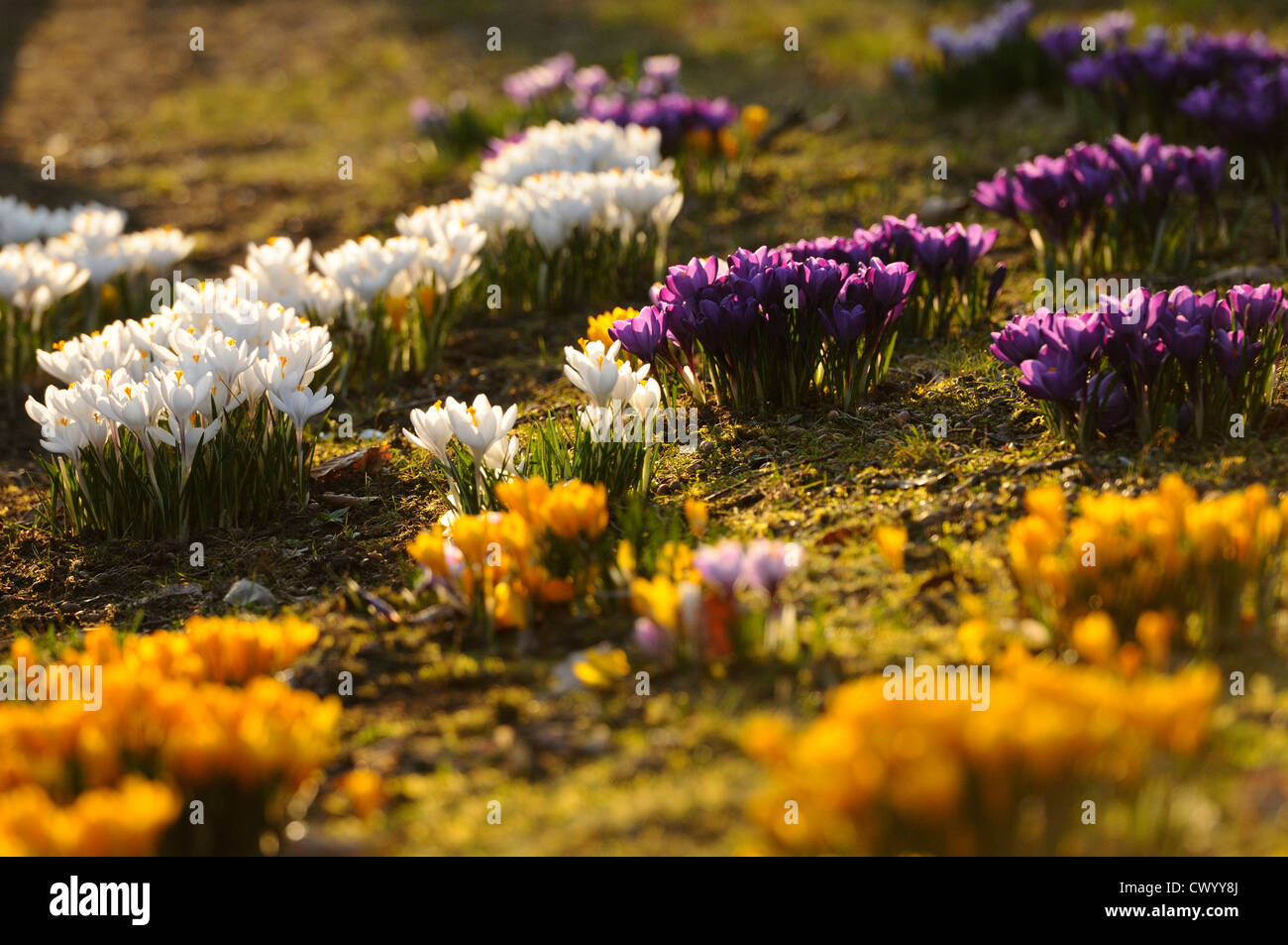 Blooming Crocus in field Stock Photo - Alamy