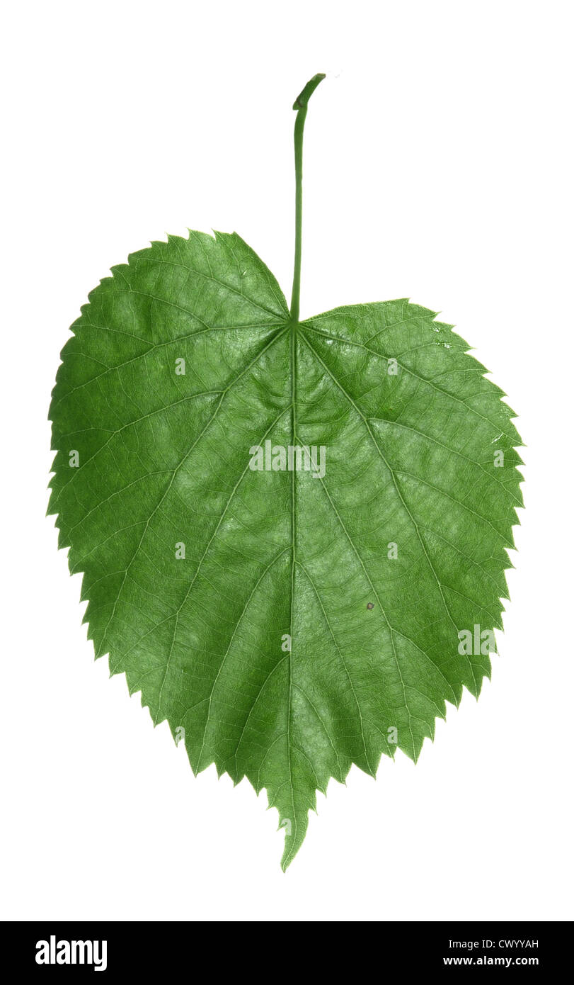 American Lime Tilia americana Stock Photo - Alamy