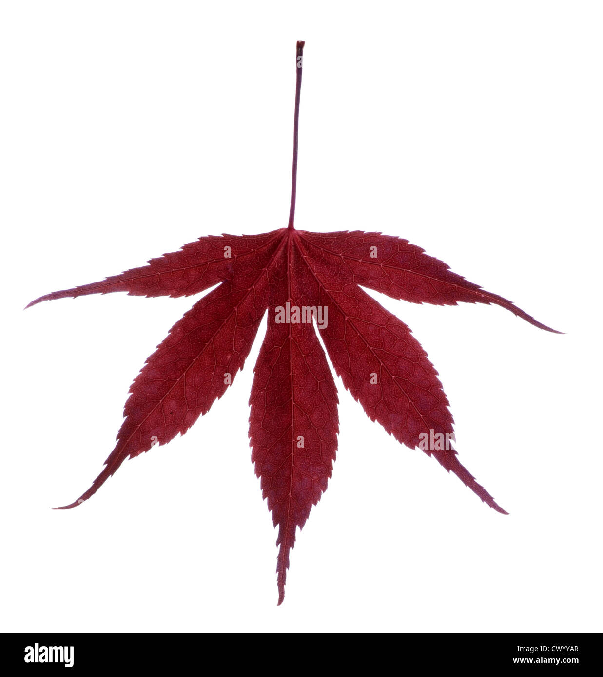 Acer palmatum Cut Out Stock Images & Pictures - Alamy