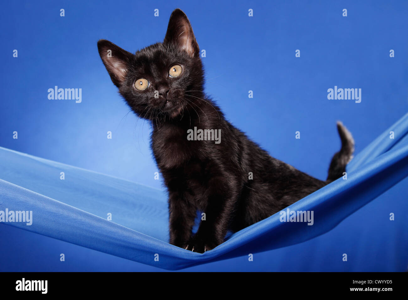 Bombay Cats High Resolution Stock Photography and Images - Alamy