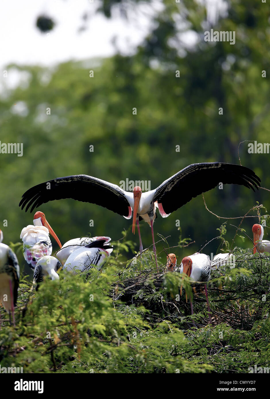 Painted stork on their tree top nest Stock Photo - Alamy