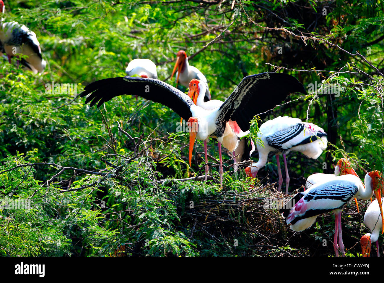 Painted stork on their tree top nest Stock Photo - Alamy