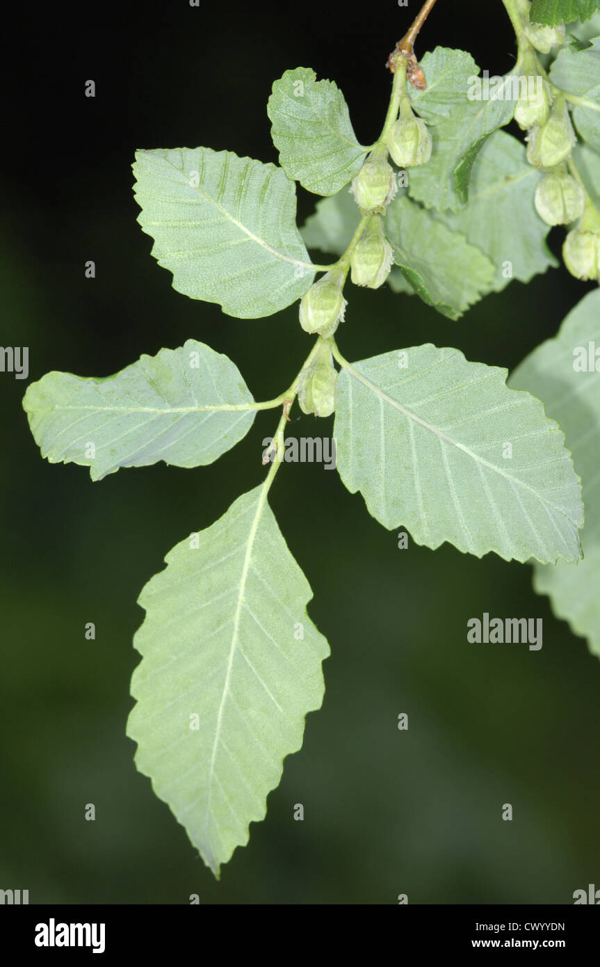 Roble beech (nothofagus obliqua) hi-res stock photography and images ...