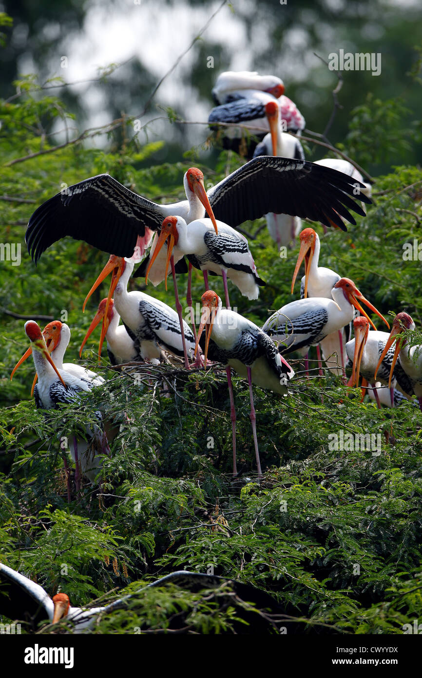 Painted stork nesting on tree hi-res stock photography and images - Alamy