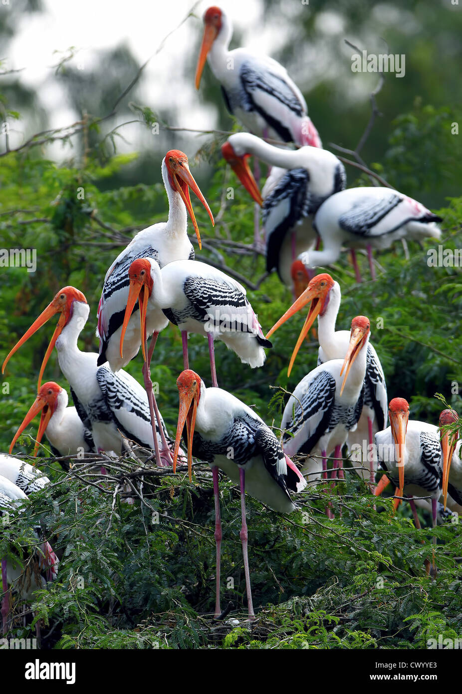 Painted stork nesting on tree hi-res stock photography and images - Alamy