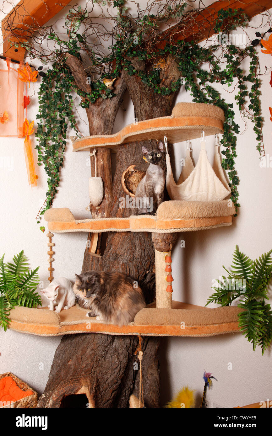 Devon Rex atop of cat tree Stock Photo - Alamy
