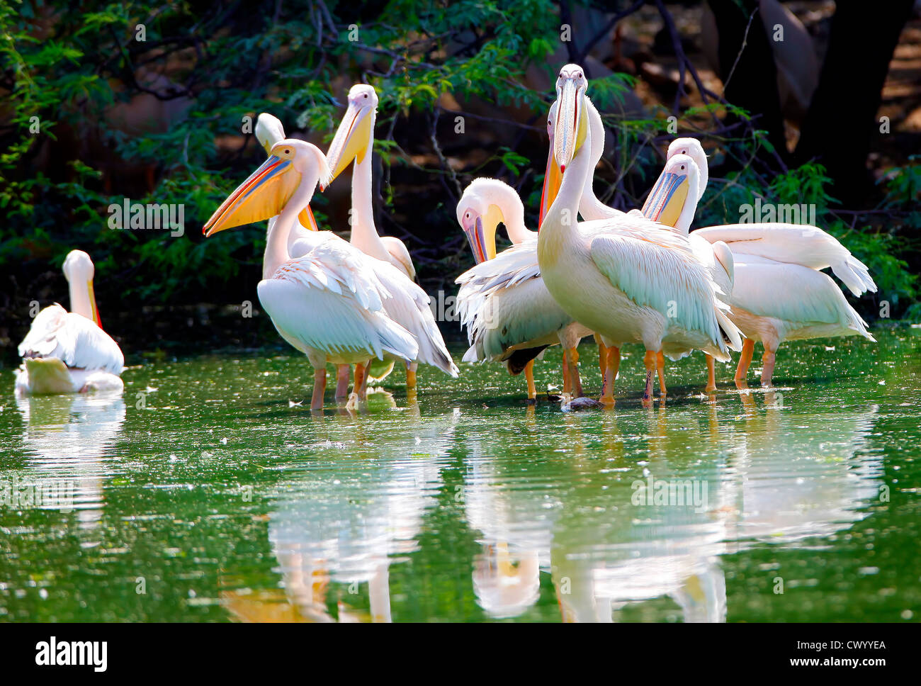 Pelican flock in lake Stock Photo - Alamy