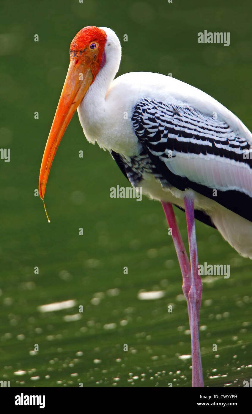 Storks bharatpur hi-res stock photography and images - Alamy